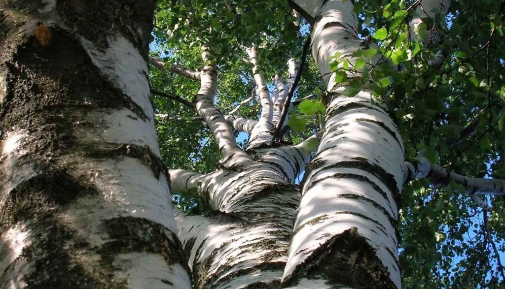 birch-forest-chaga - The Icecube Tray
