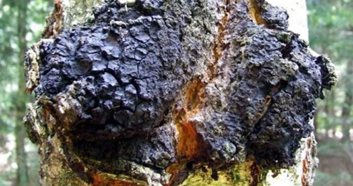 Pure Chaga and Natural Chaga Tinctures - The Icecube Tray
